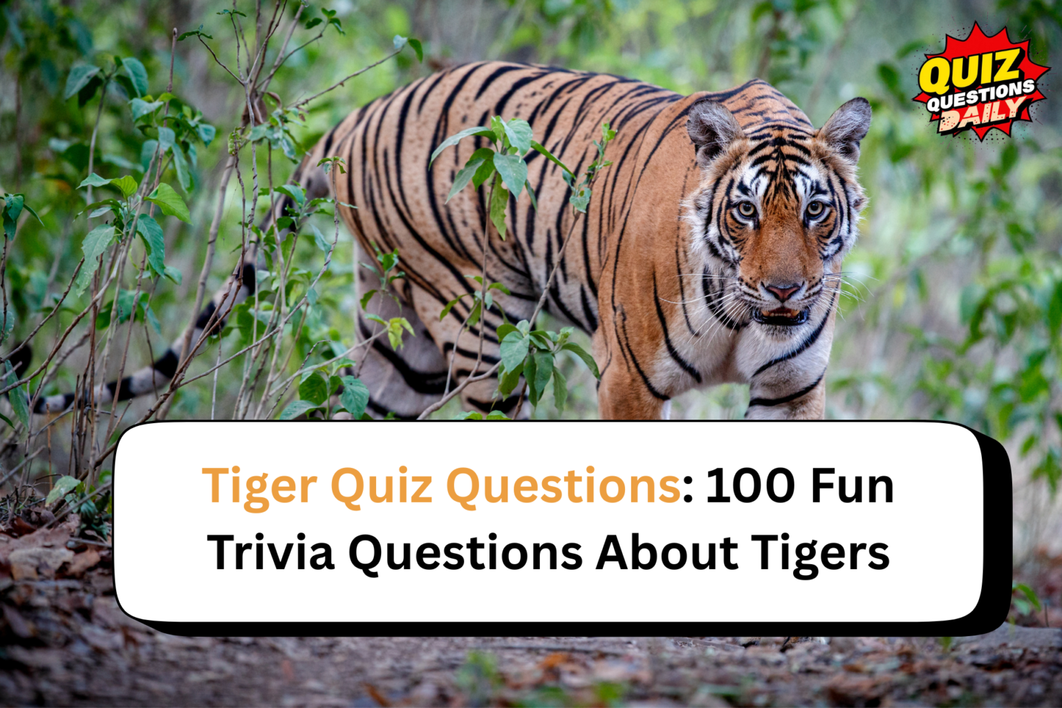 Tiger Quiz Questions: 100 Fun Trivia Questions About Tigers