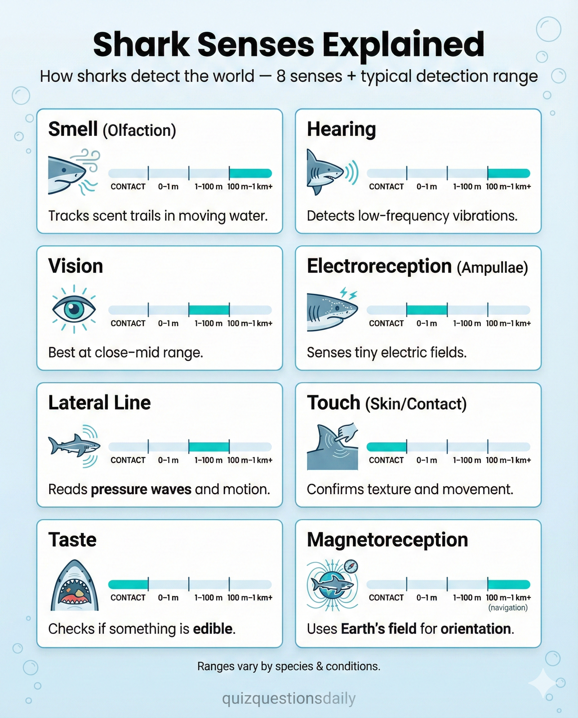 Ultimate Shark Trivia Questions: Can You Answer All 100?