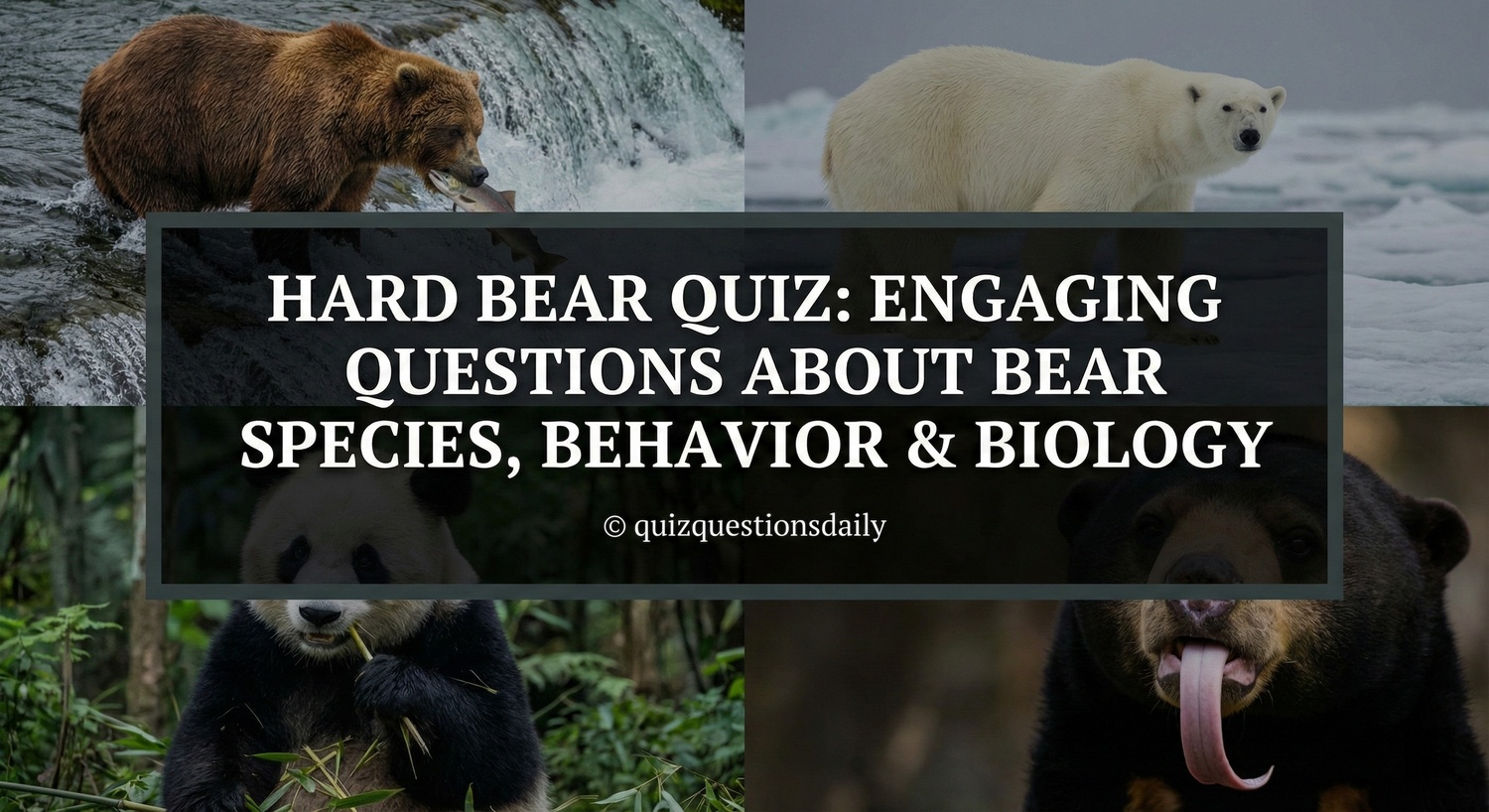 Hard Bear Quiz: Try These Expert Fun Questions [2026]